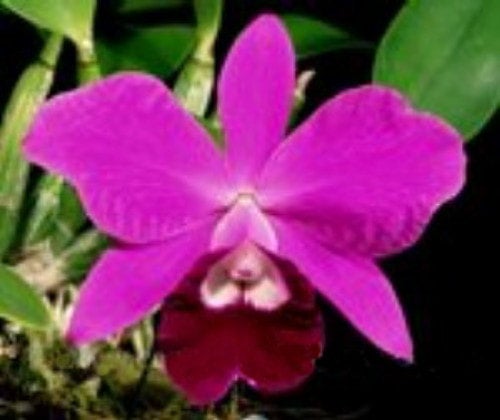 Lc Mini Purple 'Lea' x Pot Oconee Circle 'Lone Jack' Orchid Plant 3B6 ...
