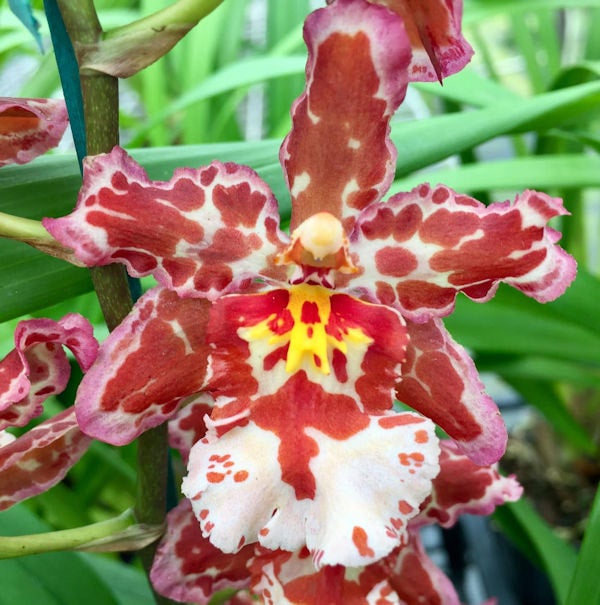 Wilsonara Eye Candy 'Pink' Live Orchid Plant 1B32 | Orchids By Sandy