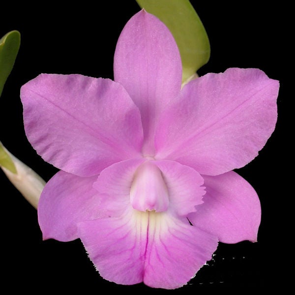 C (Snowblind x walkeriana) x Brass digbyana 'Laura' AM/AOS 3BB12 ...