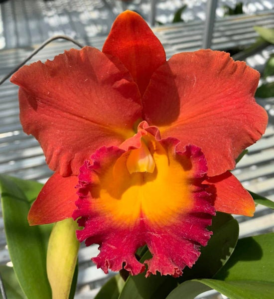 Cattleya Rlc Siam Orange Orchid Plant 2BB24 | Orchids By Sandy