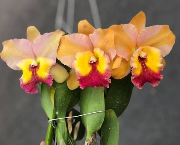 Rlc Siam Skyline 'Copper Prince' Live Orchid Plant 3BB36 | Orchids By Sandy
