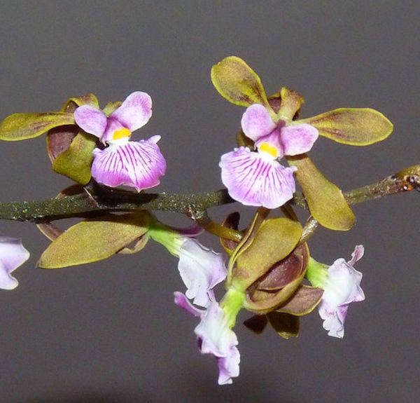Encyclia Newberry Dark Stars x sib Live Orchid Plant 3B39 | Orchids By ...