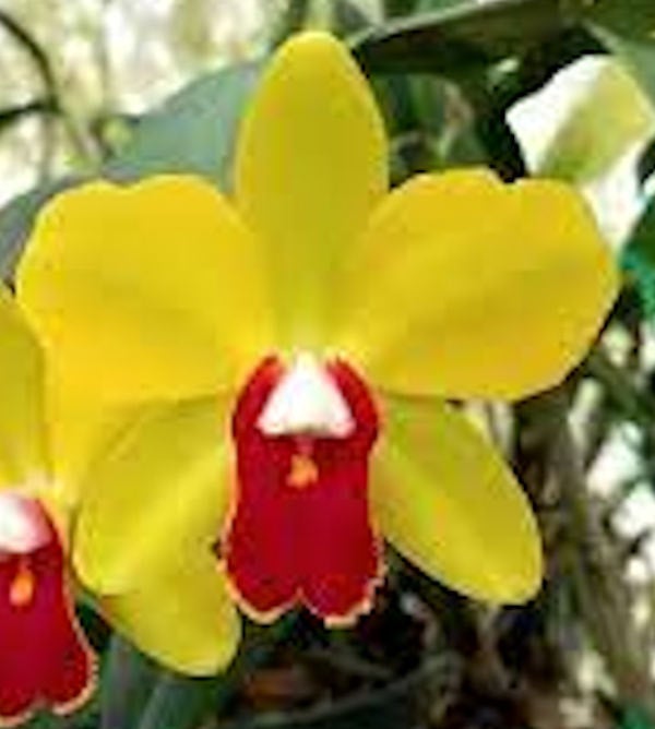 June Bug 'Cole' x Lc (Penny Kuroda x Tokyo Magic) Orchid Plant 3B9 ...