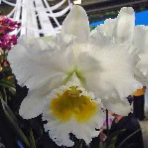 Cattleya Blc Burdeken Wonder 'Lakeland' Orchid Live Plant 6" Pot 4B9 ...