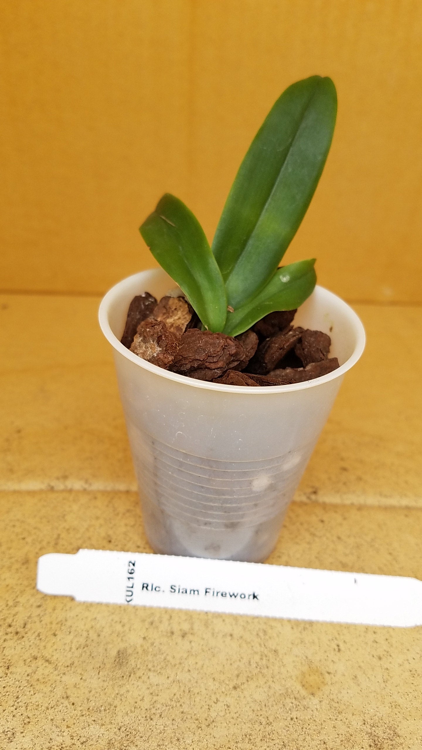 Cattleya Rlc Siam Firework Live Orchid Plant 2B32 | Orchids By Sandy