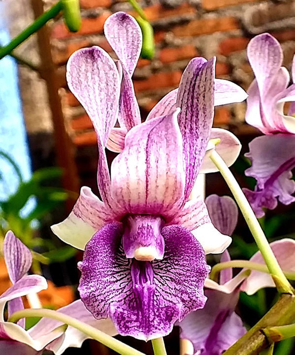Dendrobium Blue Ocean Live Orchid Plant 2B16