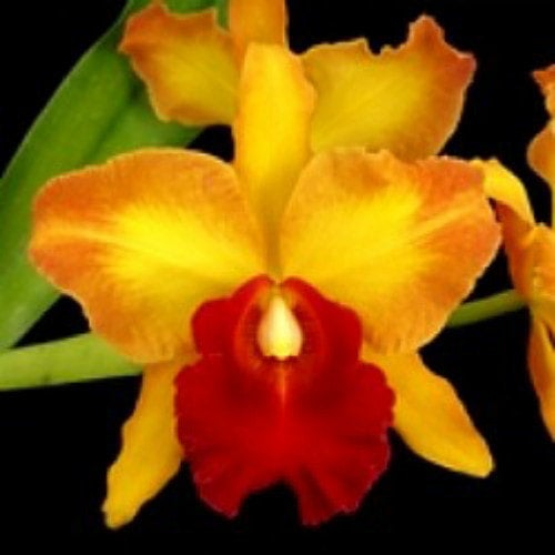 Susan Fender 'Newberry' x Hattie Sims 'Golden Globe' Orchid Plant 3B8 ...