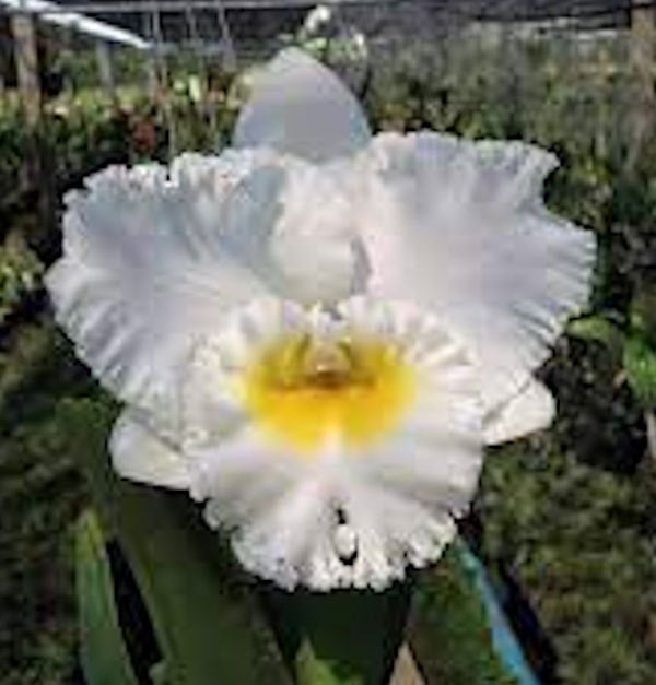 Cattleya Rlc Shinaphat Diamond Orchid Live Plant 4 1/2 Pot 4B33 ...
