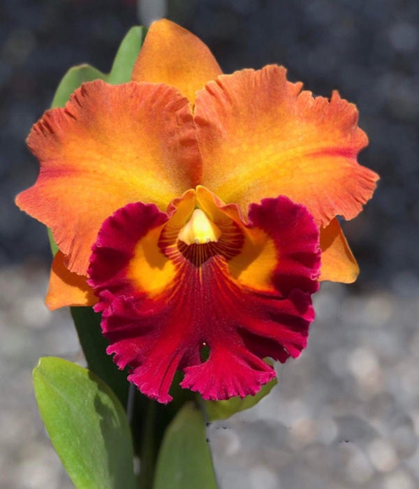 Cattleya Rlc Siam Dragon 'Golden Wing' Live Orchid Plant 2BB31 ...