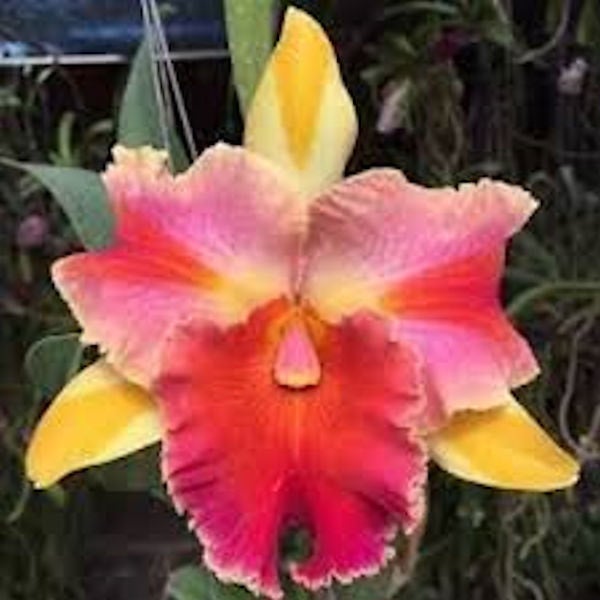Rlc Amazing Thailand x Rlc Shinaphet Diamond Golden Wing Live Orchid ...