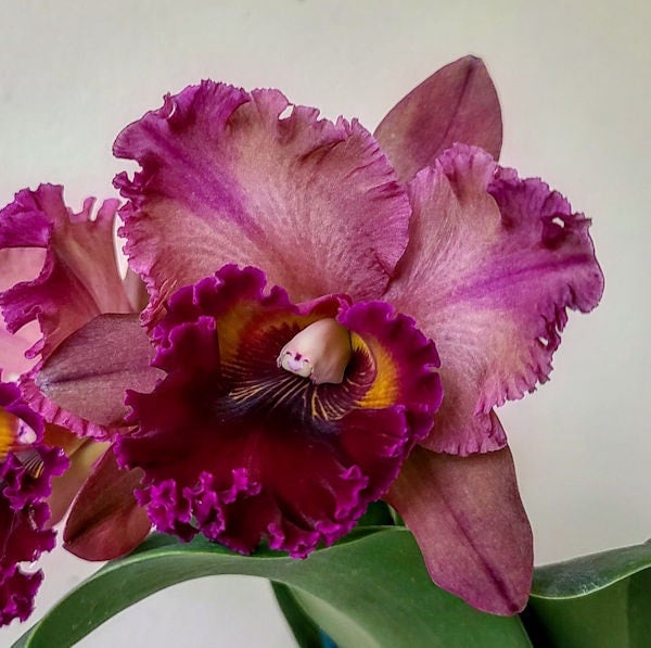 Rlc Subprasert No 1 x Rlc Siam Legacy Live Orchid Plant 3BB26 | Orchids ...