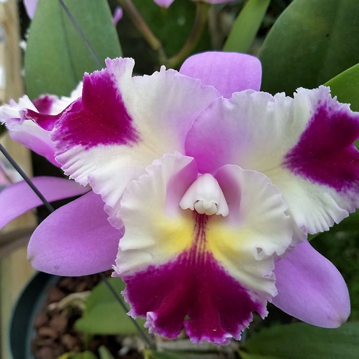 C. Mari's Song x C. Platinum Sun 'Pachara Fancy' Live Orchid Plant ...